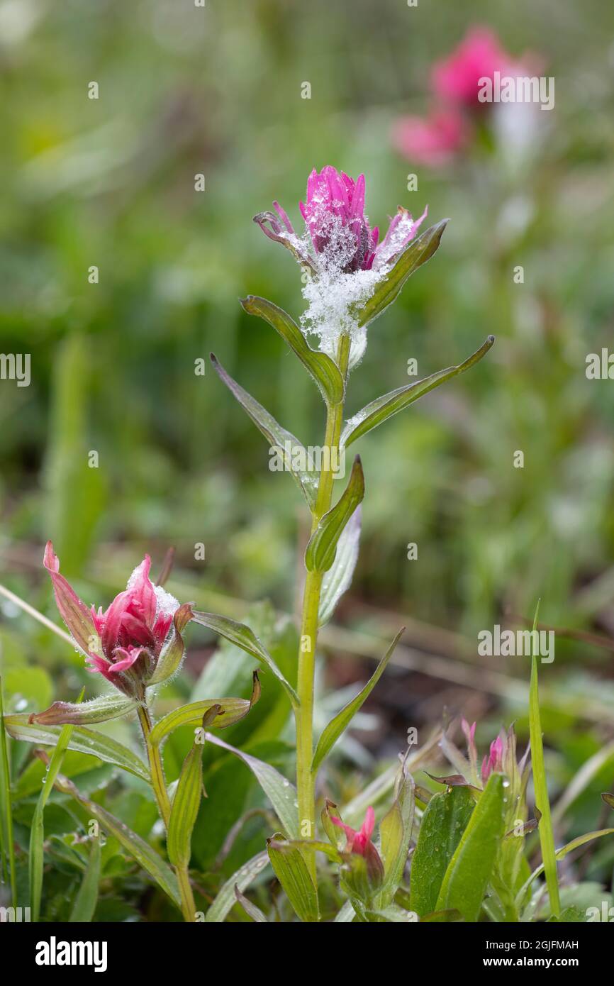 Indian paintbrush yellowstone hi-res stock photography and images - Alamy