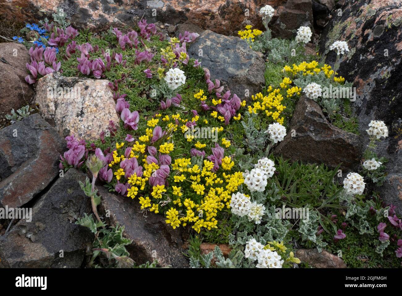 USA, Wyoming. Yellowstone Draba, Alpine Smelowskia and dwarf clover ...