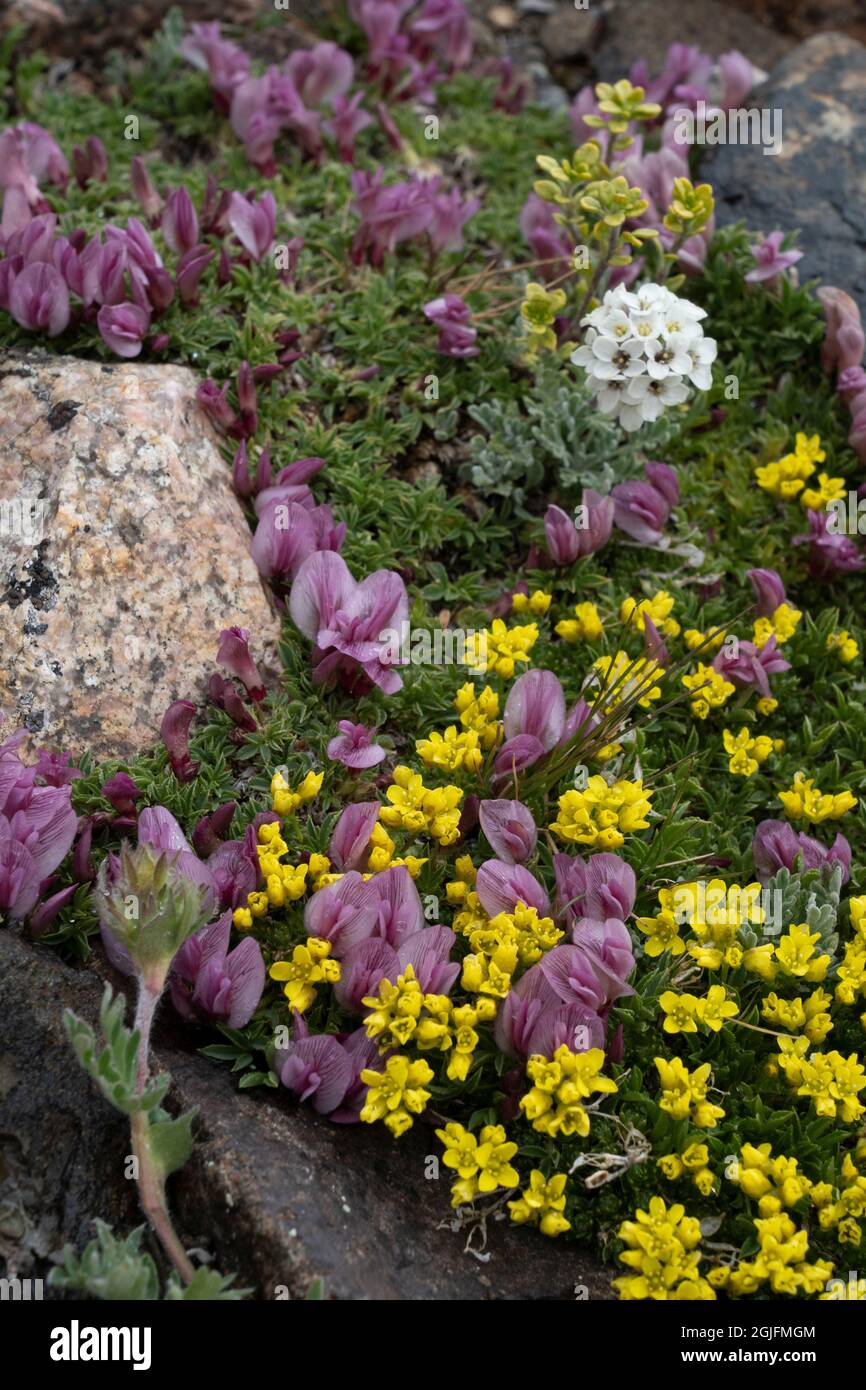 USA, Wyoming. Yellowstone Draba, Alpine Smelowskia and dwarf clover ...