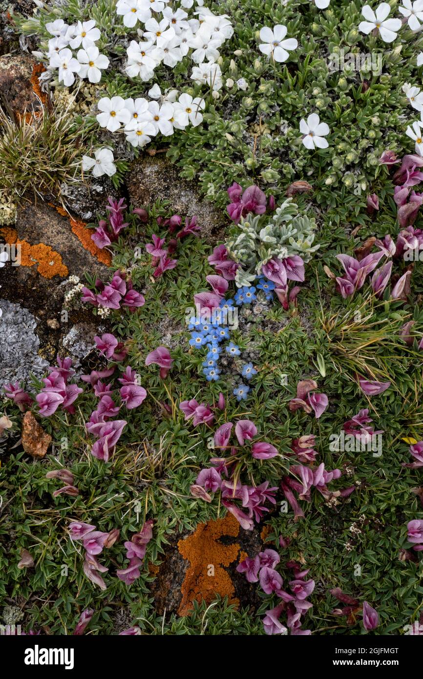 Growing among rocks hi-res stock photography and images - Alamy