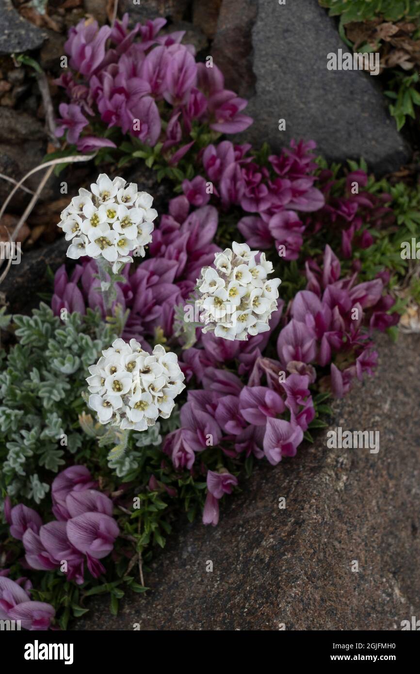 USA, Wyoming. Alpine Smelowskia, dwarf clover growing among rocks ...