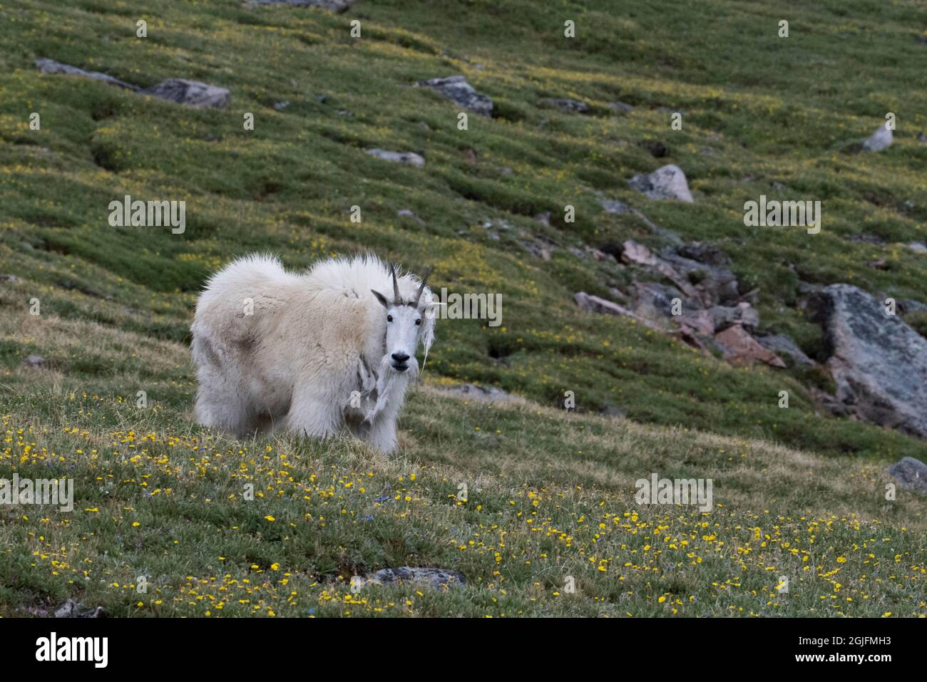 USA, Wyoming. Adult Mountain Goat, Beartooth Pass Stock Photo - Alamy