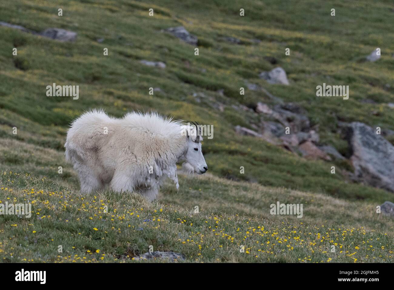 USA, Wyoming. Adult Mountain Goat, Beartooth Pass Stock Photo - Alamy