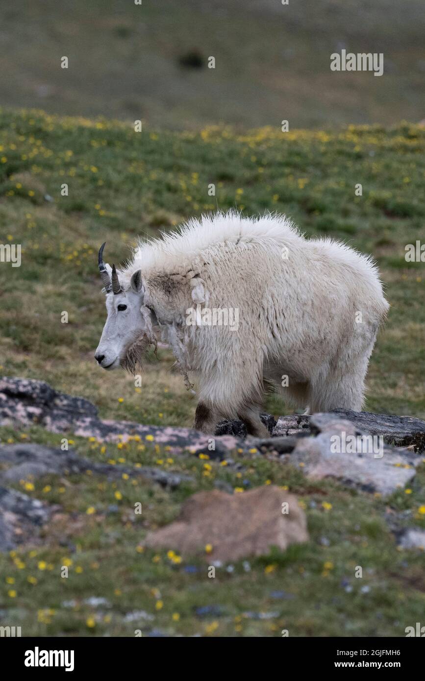 USA, Wyoming. Adult Mountain Goat, Beartooth Pass Stock Photo - Alamy