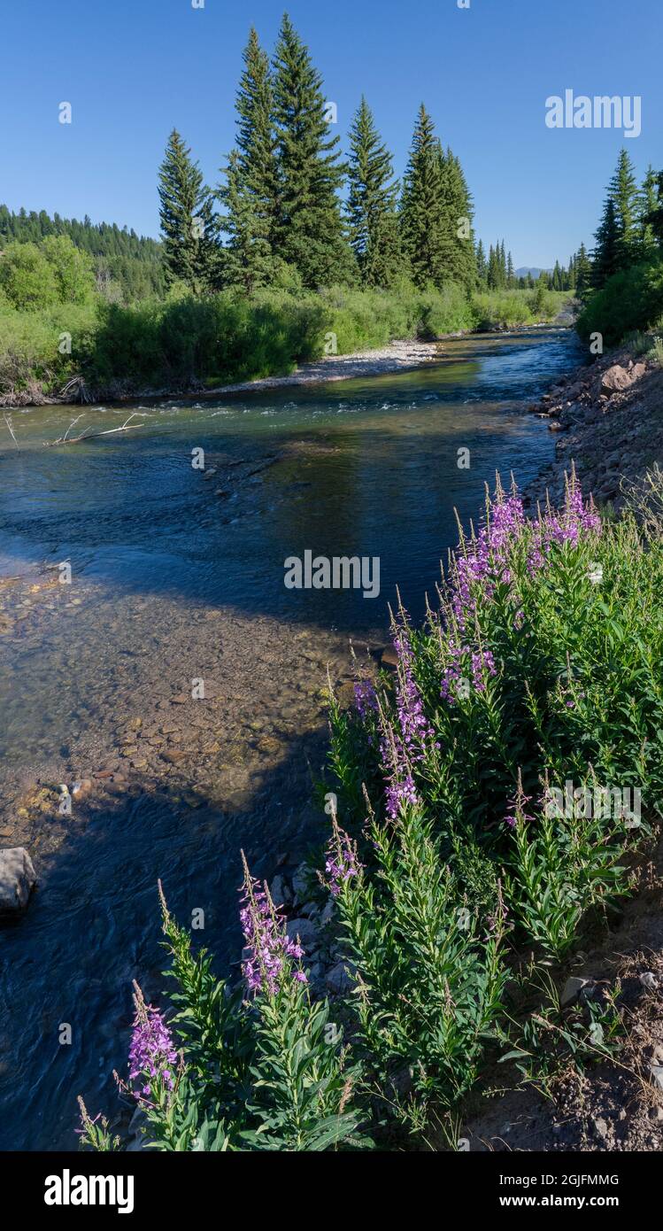 Greys forest hi-res stock photography and images - Alamy