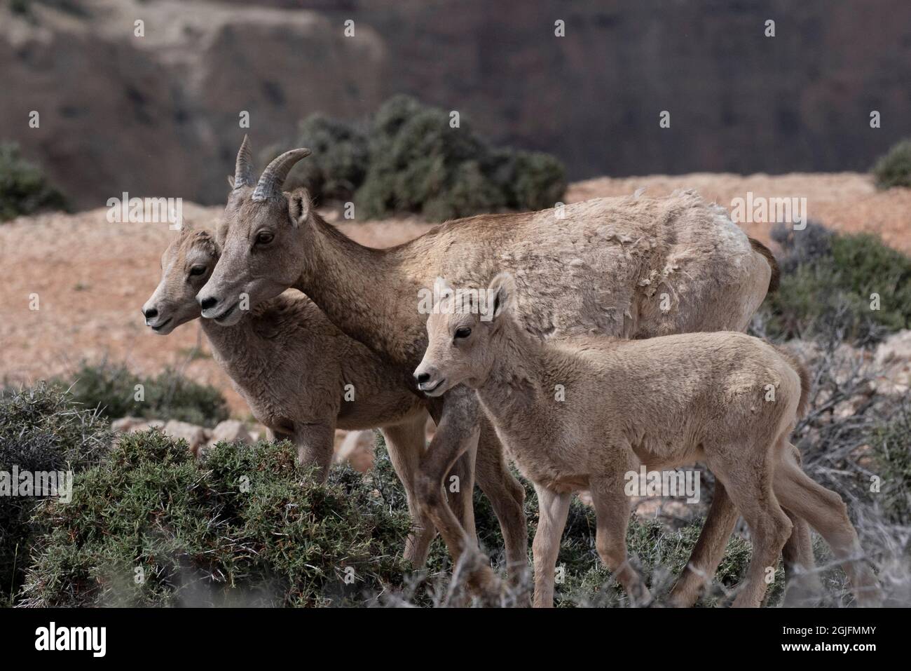 USA, Wyoming. Bighorn Sheep, Ewe and lambs, Bighorn Canyon National ...
