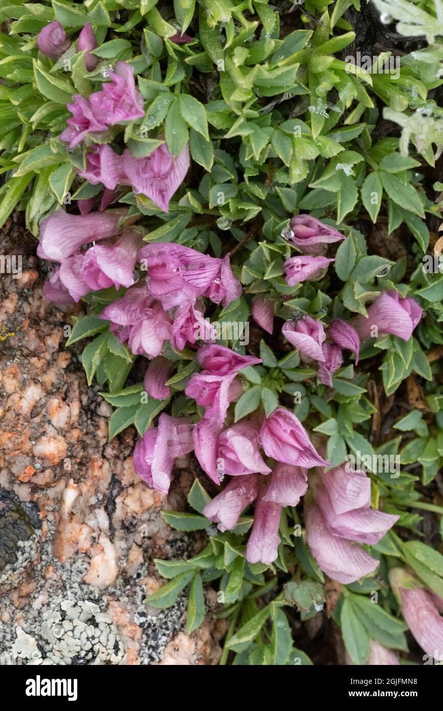 Dwarf clover hi-res stock photography and images - Alamy