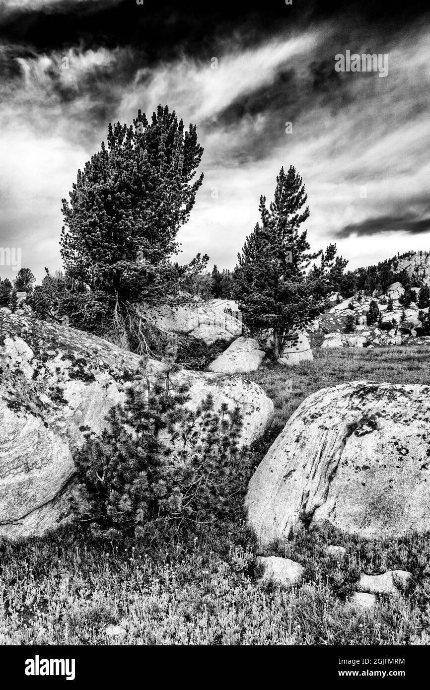 USA, Wyoming. Alpine boulder field with trees and clouds, Beartooth ...
