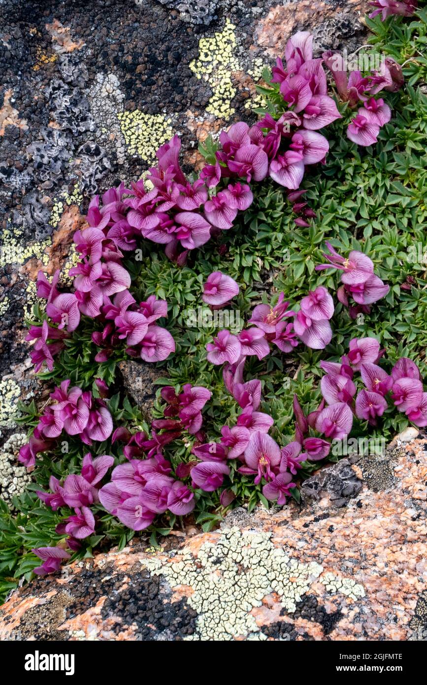 Trifolium nanum hi-res stock photography and images - Alamy