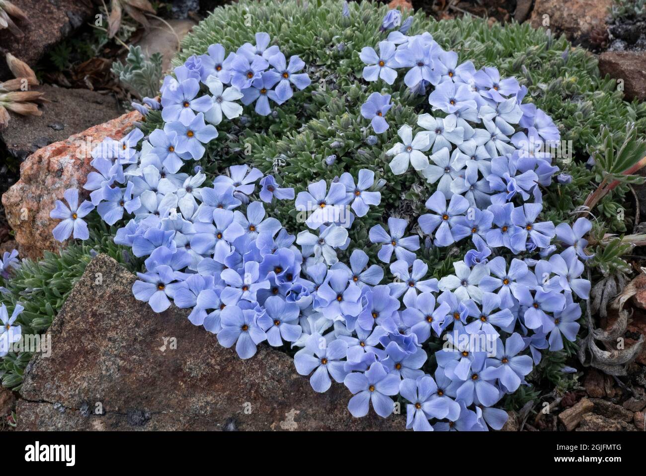 USA, Wyoming. Alpine Phlox, Beartooth Pass Stock Photo - Alamy