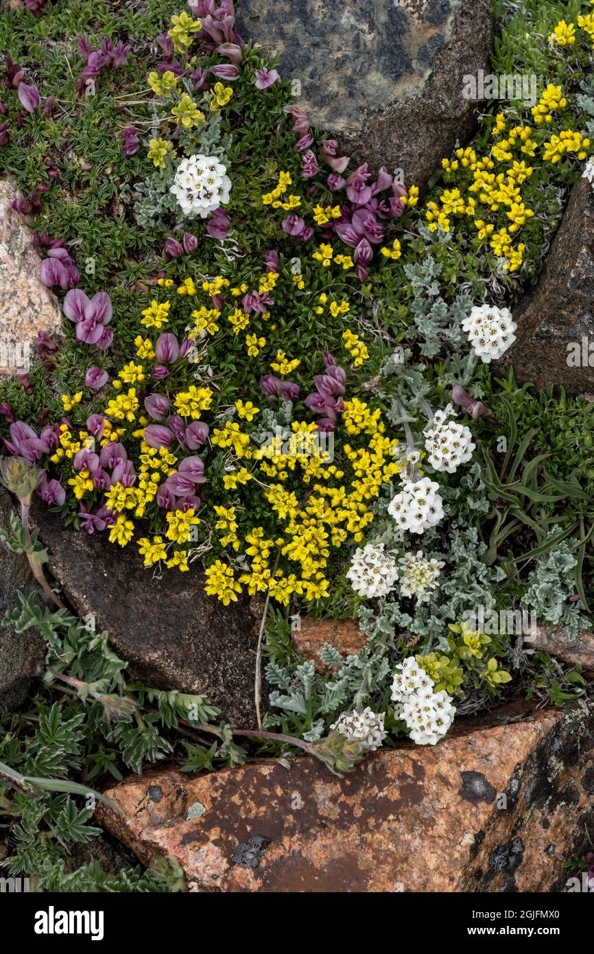 USA, Wyoming. Yellowstone Draba, Alpine Smelowskia and dwarf clover ...