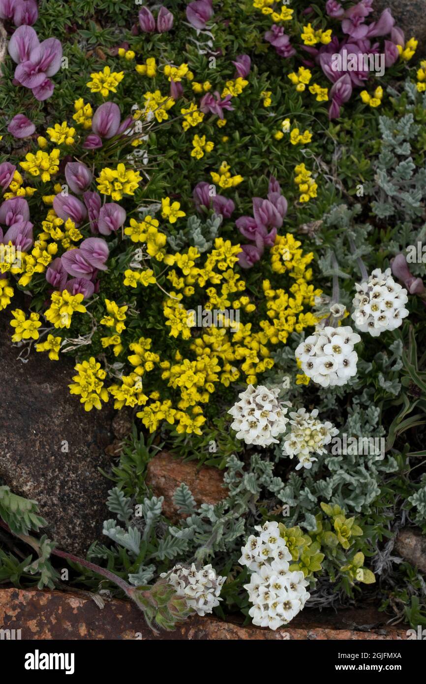 USA, Wyoming. Yellowstone Draba, Alpine Smelowskia and dwarf clover ...