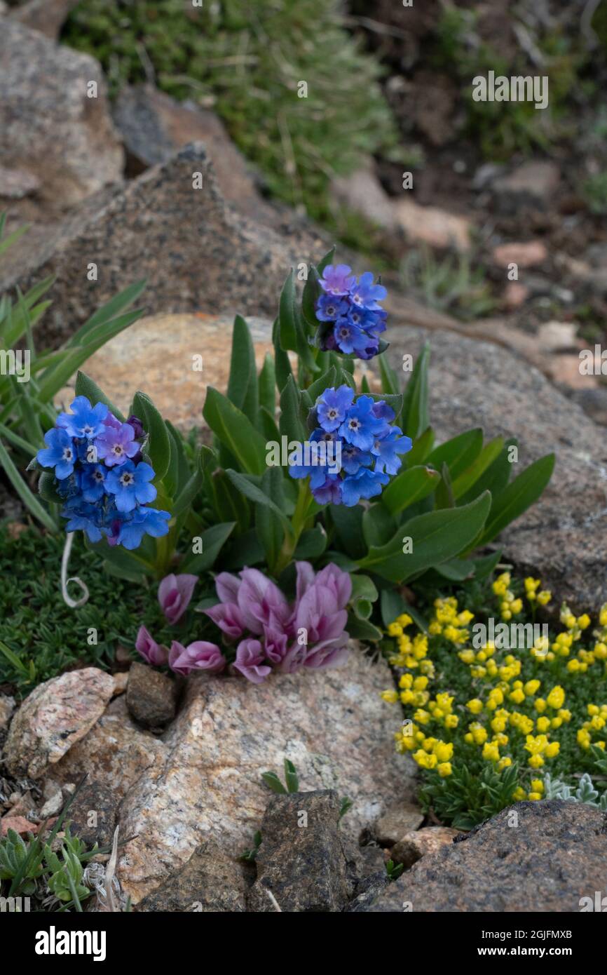 USA, Wyoming. Sky Pilot, Yellowstone Draba and dwarf clover growing ...