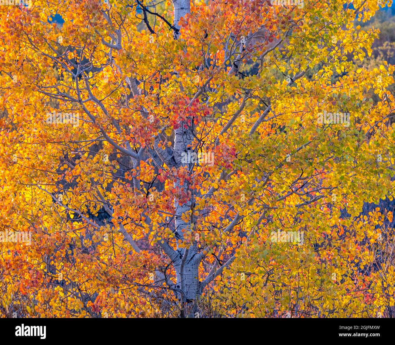 USA, Wyoming, Jackson, Grand Teton National Park and fall colors on ...