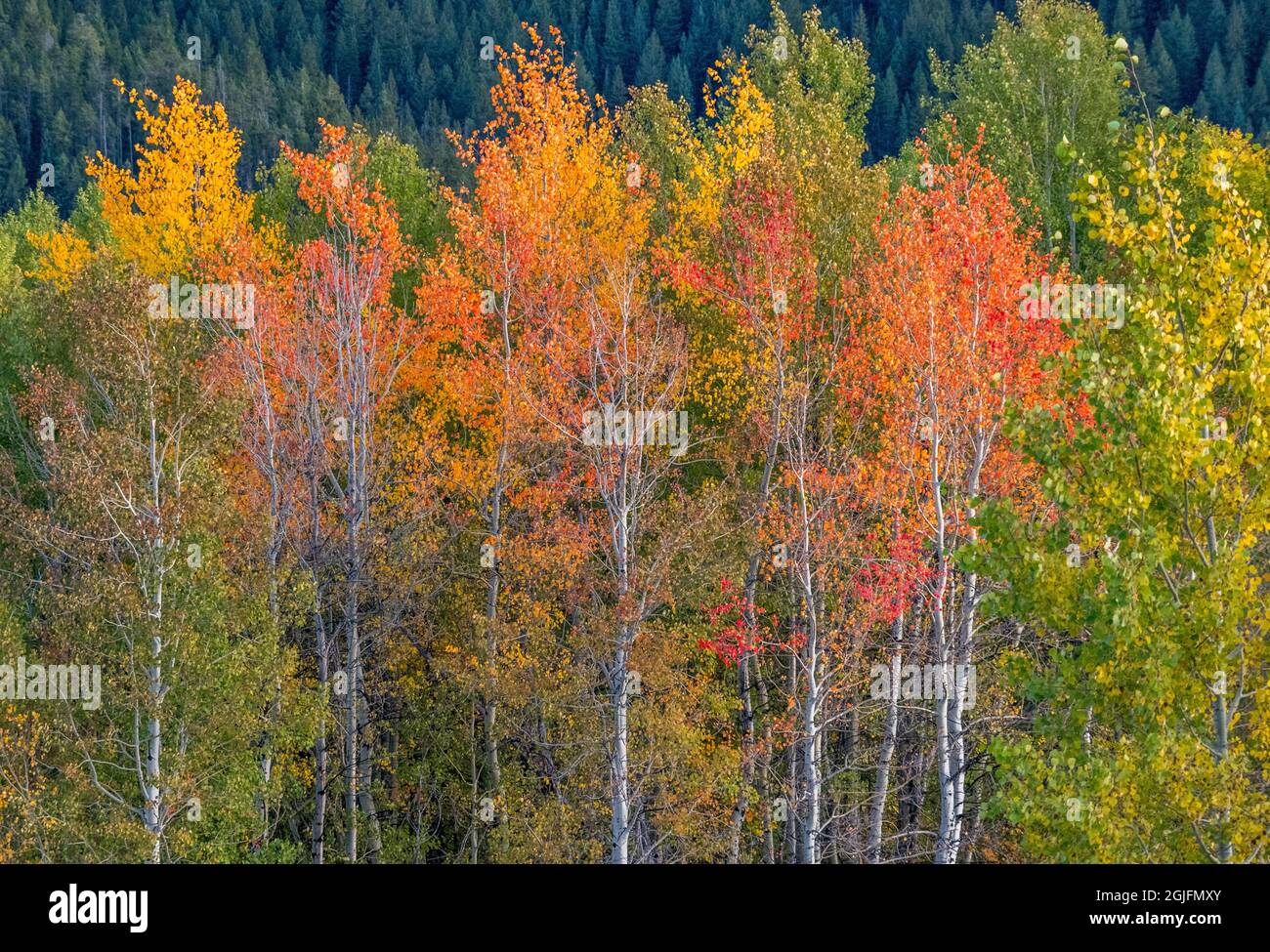 USA, Wyoming, Jackson, Grand Teton National Park and fall colors on ...