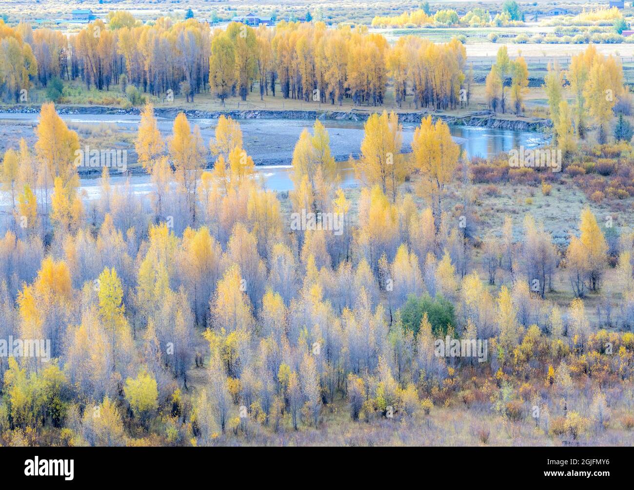 USA, Wyoming, Buffalo Fork River and Cottonwoods in fall color Stock ...