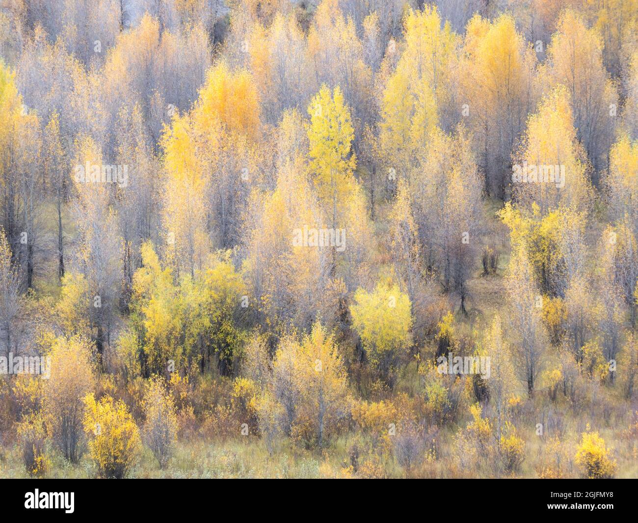 USA, Wyoming, Buffalo Fork River and Cottonwoods in fall color Stock ...