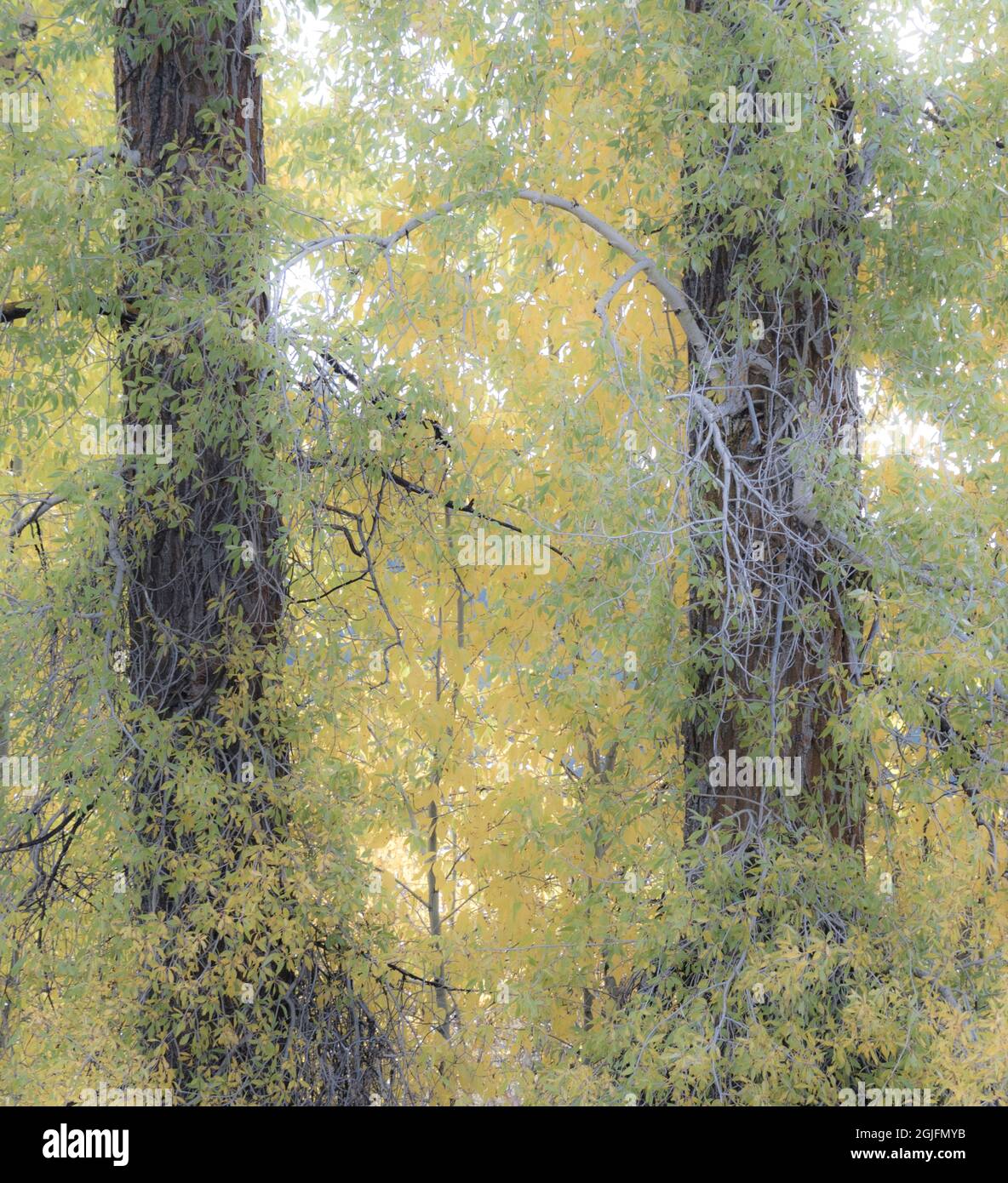 Buffalo fork river hi-res stock photography and images - Alamy