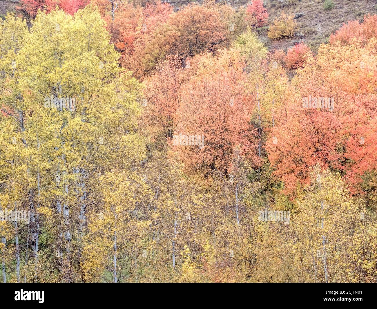 USA, Wyoming, Alpine, Fall color with Aspen and Maple trees along ...