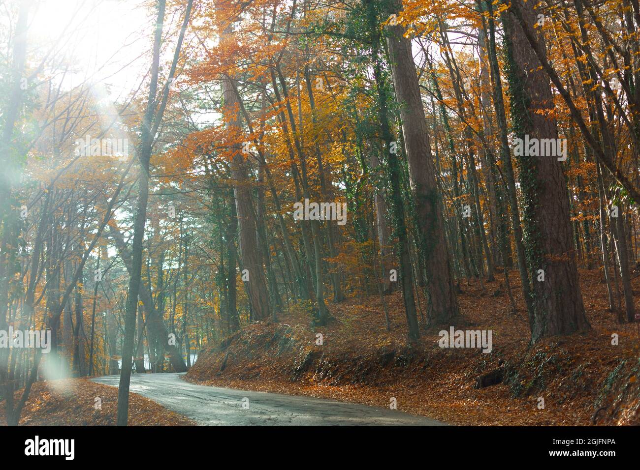 Autumn forest road. An empty, lonely landscape. Asphalt road serpentine ...