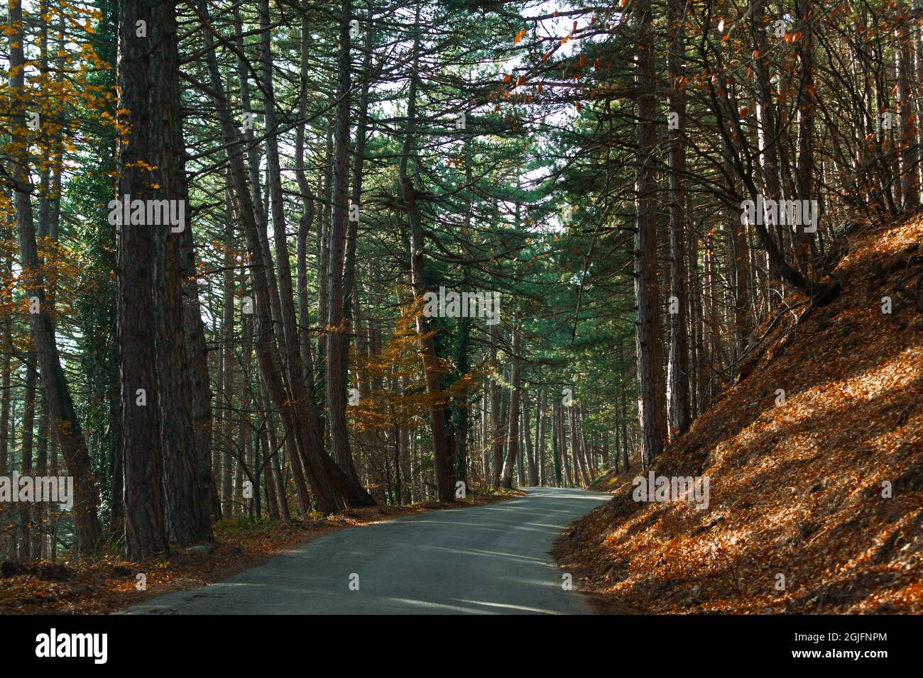 Autumn forest road. An empty, lonely landscape. Asphalt road serpentine ...
