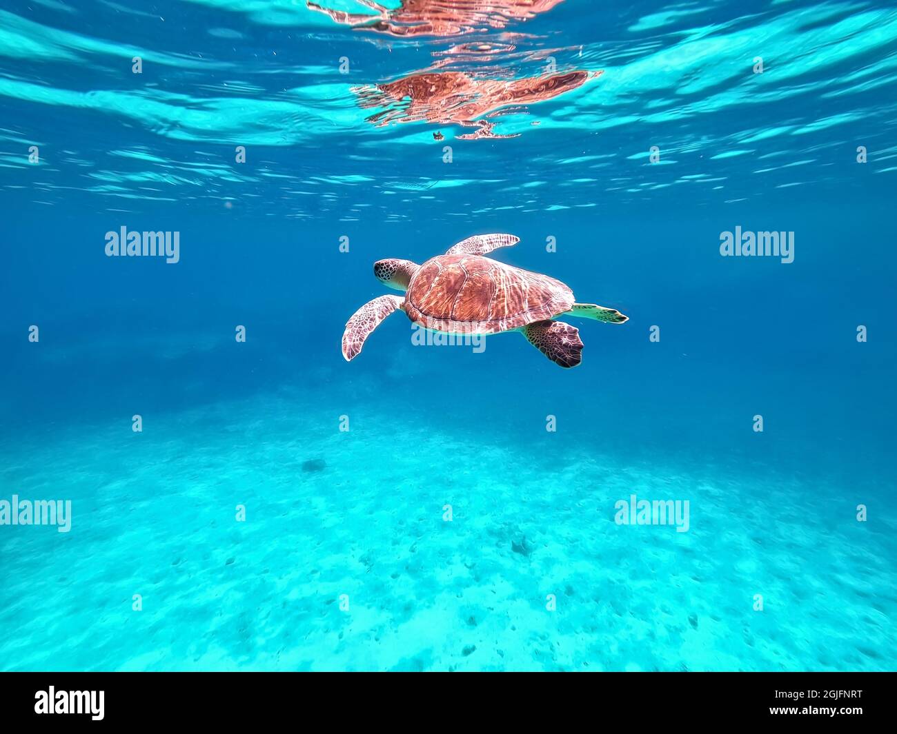 Sea turtles, Cyprus, Mediterranean sea, Europe Stock Photo - Alamy