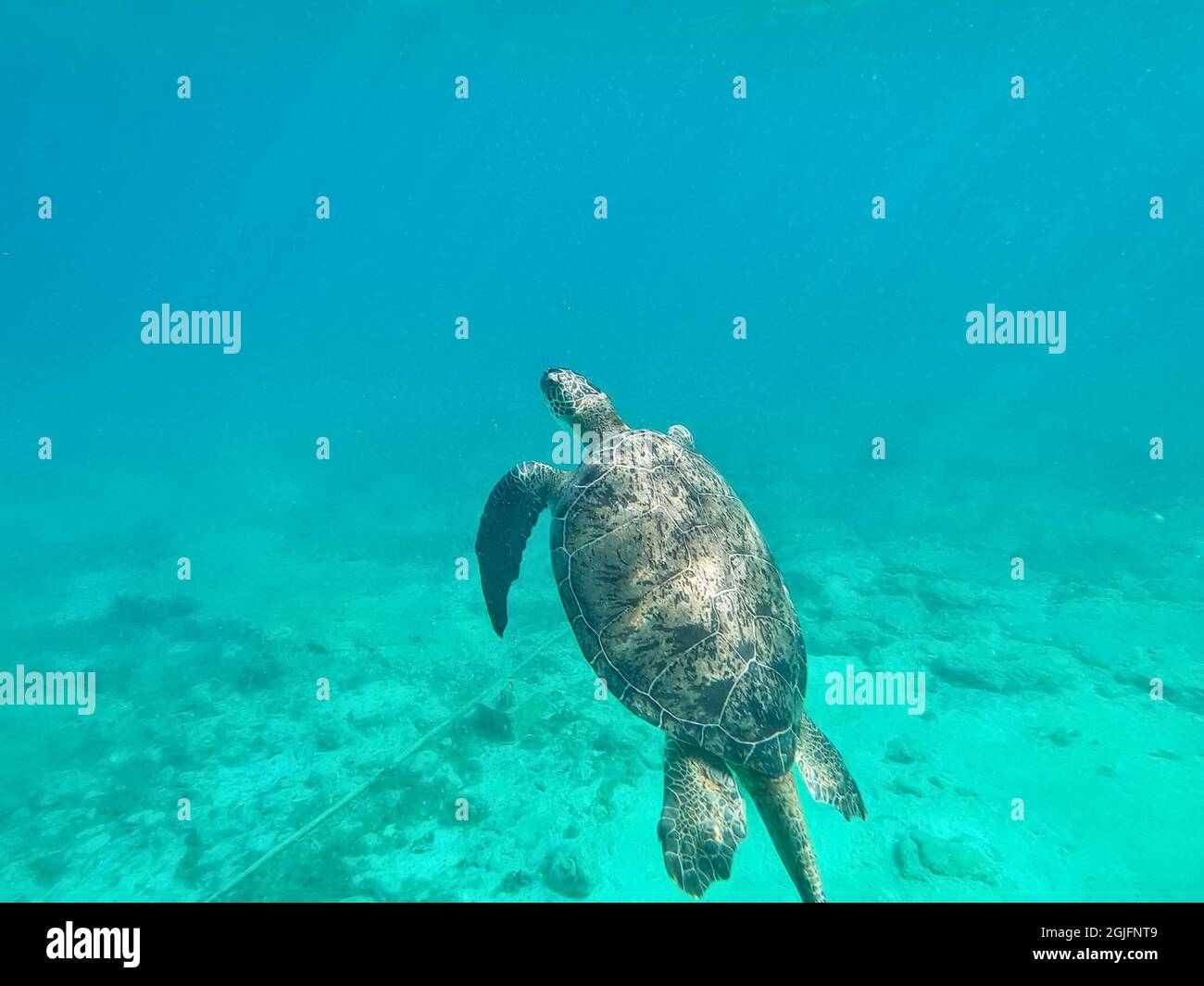 Observe sea turtles in cyprus hi-res stock photography and images - Alamy