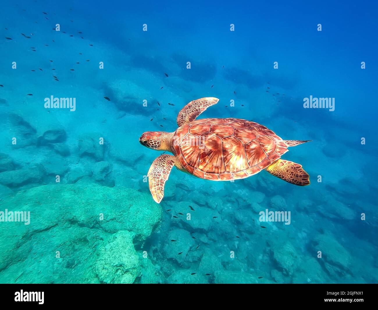 Sea turtles, Cyprus, Mediterranean sea, Europe Stock Photo - Alamy