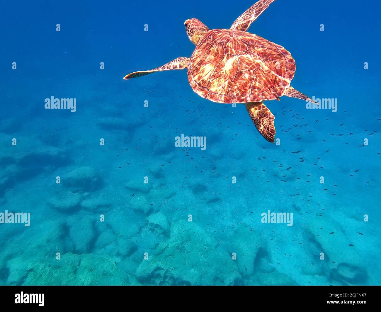 Sea turtles, Cyprus, Mediterranean sea, Europe Stock Photo - Alamy