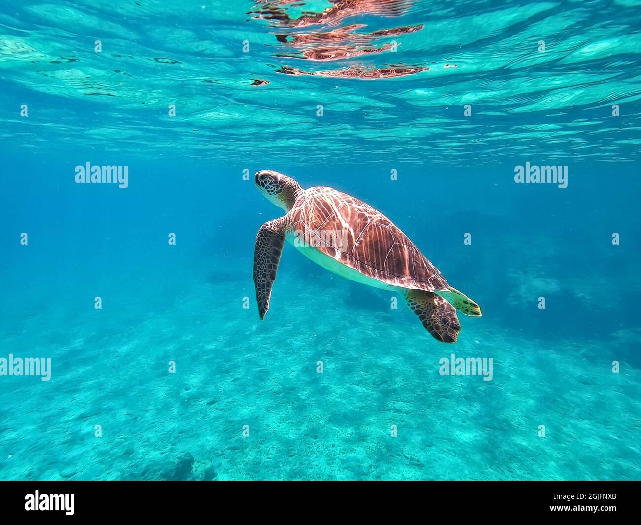 Green turtles cyprus hi-res stock photography and images - Alamy