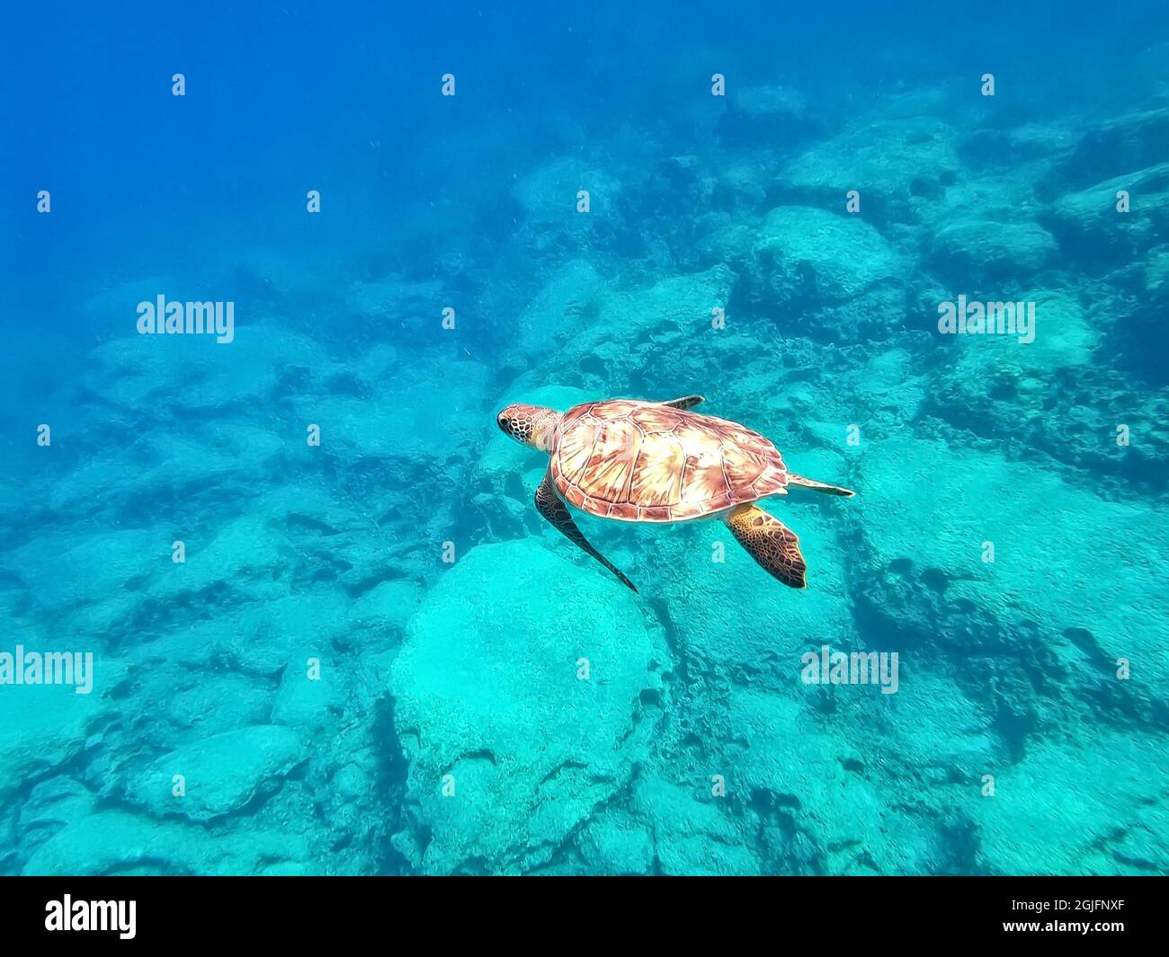 Observe sea turtles in cyprus hi-res stock photography and images - Alamy