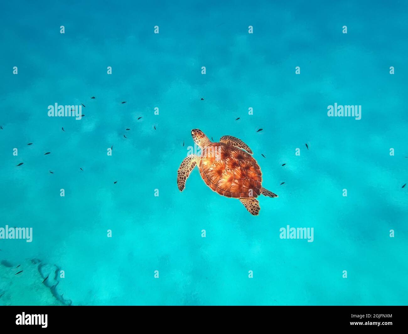 Sea turtles, Cyprus, Mediterranean sea, Europe Stock Photo - Alamy