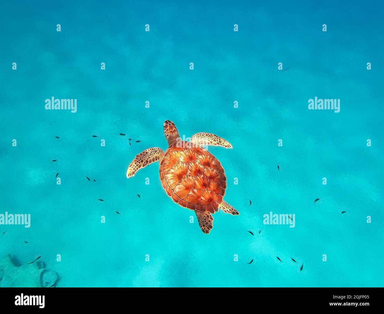 Observe sea turtles in cyprus hi-res stock photography and images - Alamy