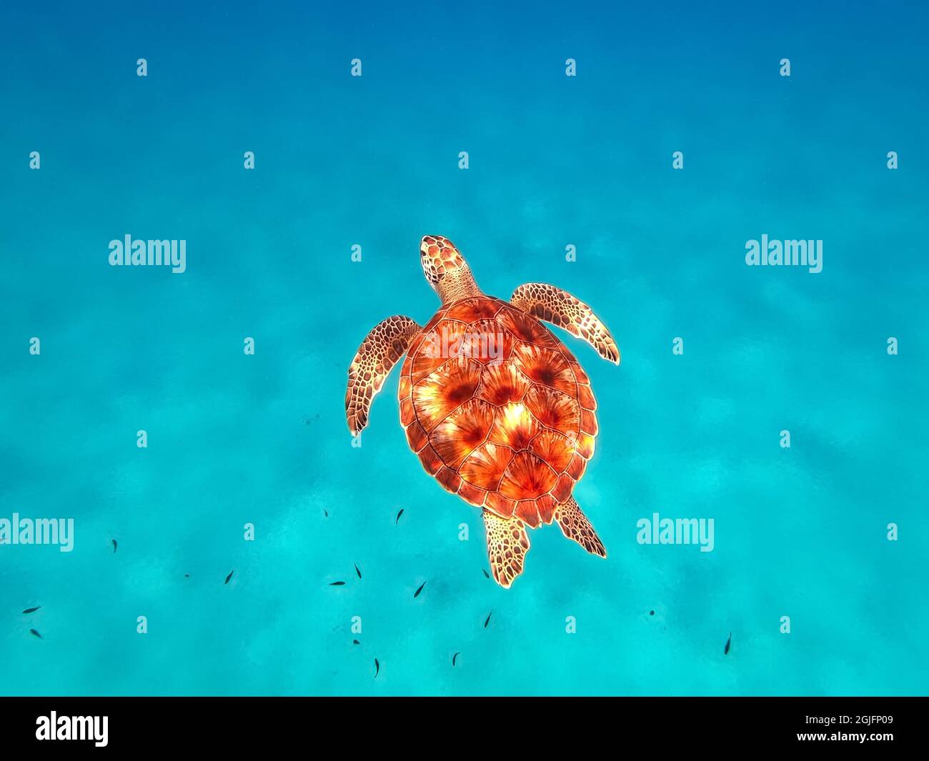Observe sea turtles in cyprus hi-res stock photography and images - Alamy