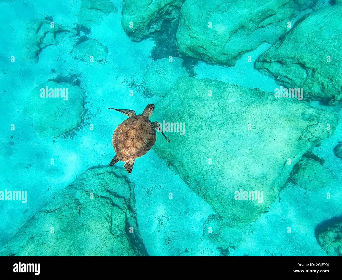 Sea turtles, Cyprus, Mediterranean sea, Europe Stock Photo - Alamy