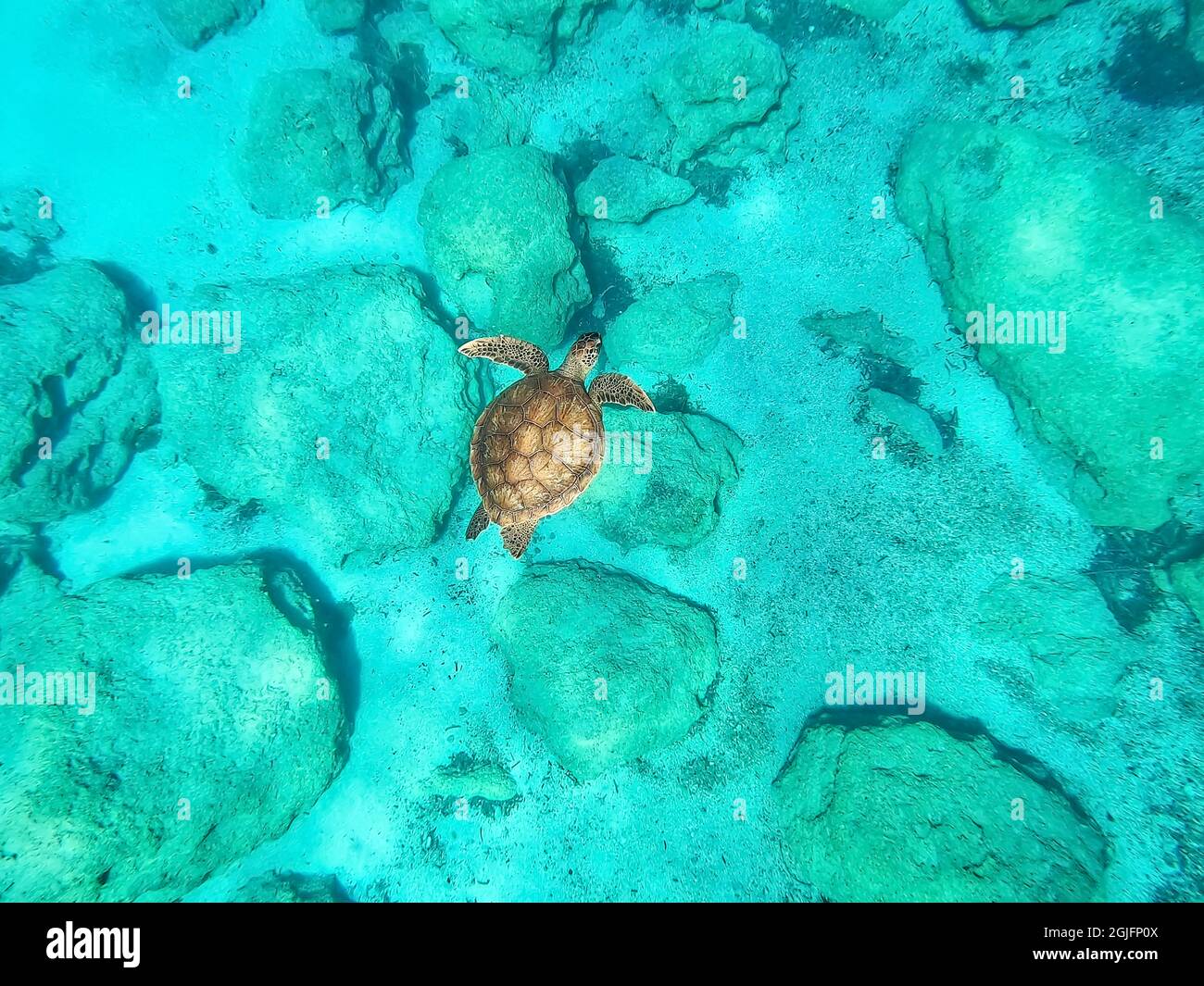 Sea turtles, Cyprus, Mediterranean sea, Europe Stock Photo - Alamy
