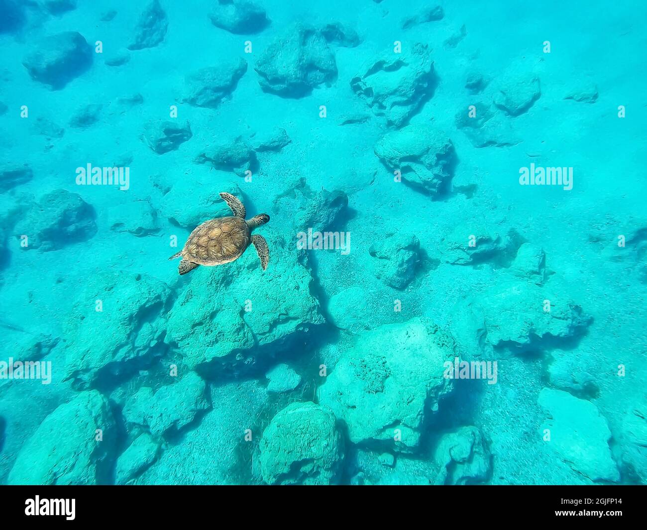 Observe Sea Turtles In Cyprus High Resolution Stock Photography and ...