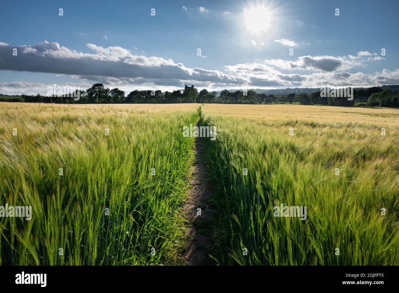 Path through wheat field hi-res stock photography and images - Alamy