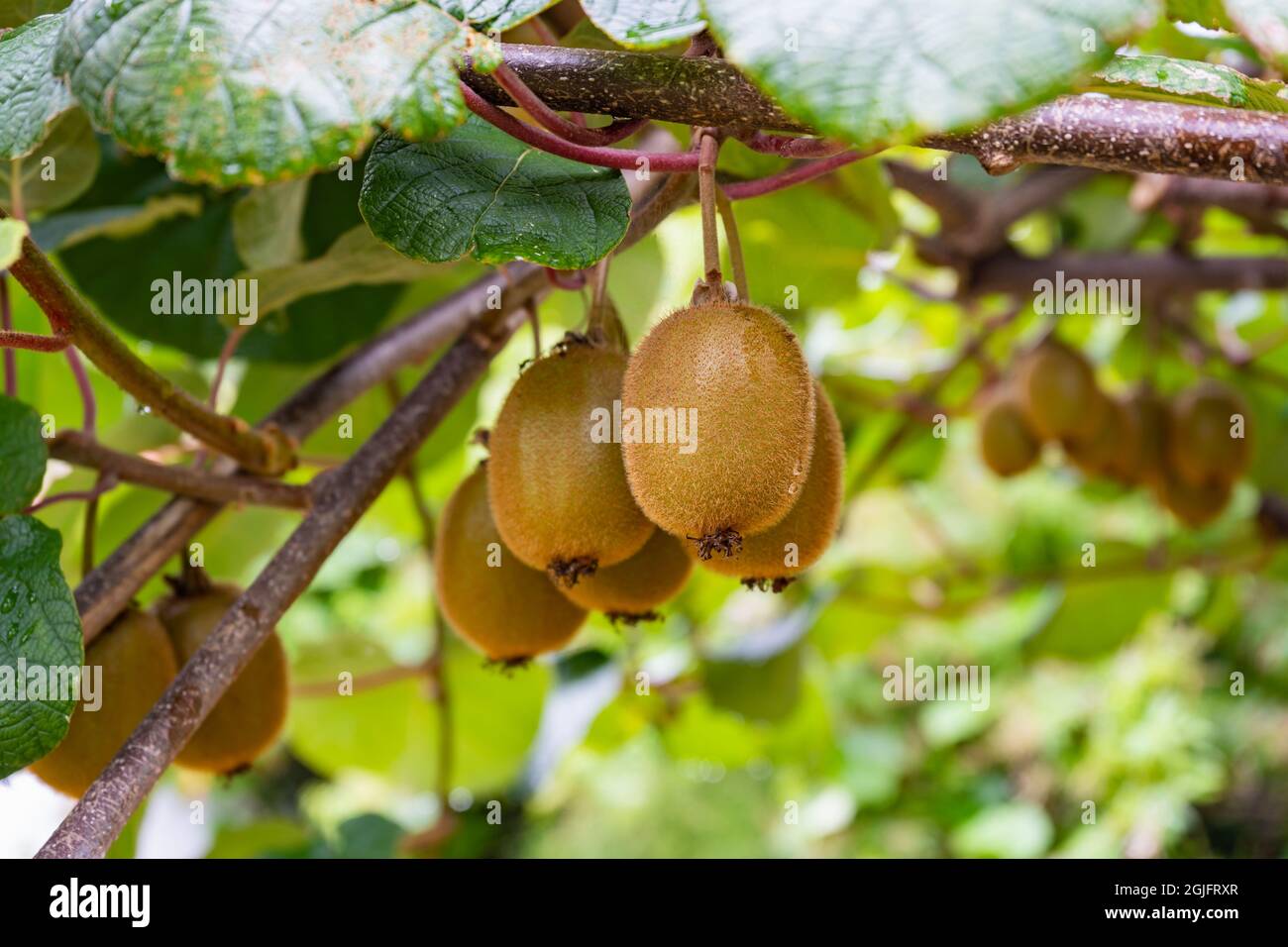 Closeup kiwi fruit on tree branch growing.Organic agriculture, eco ...