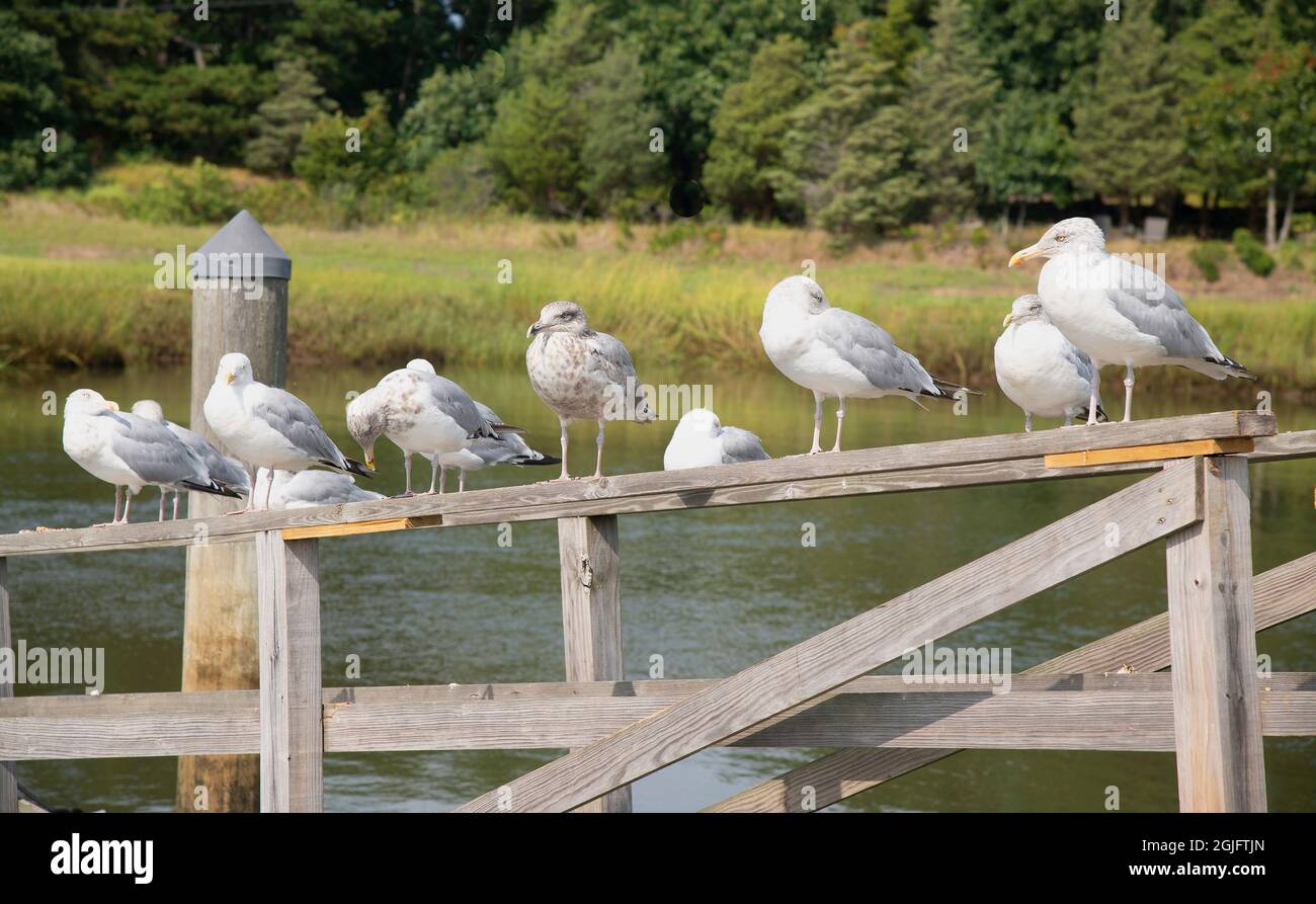 Seagulls (Laridae) at the wait on a dock railing on Cape Cod, USA Stock ...