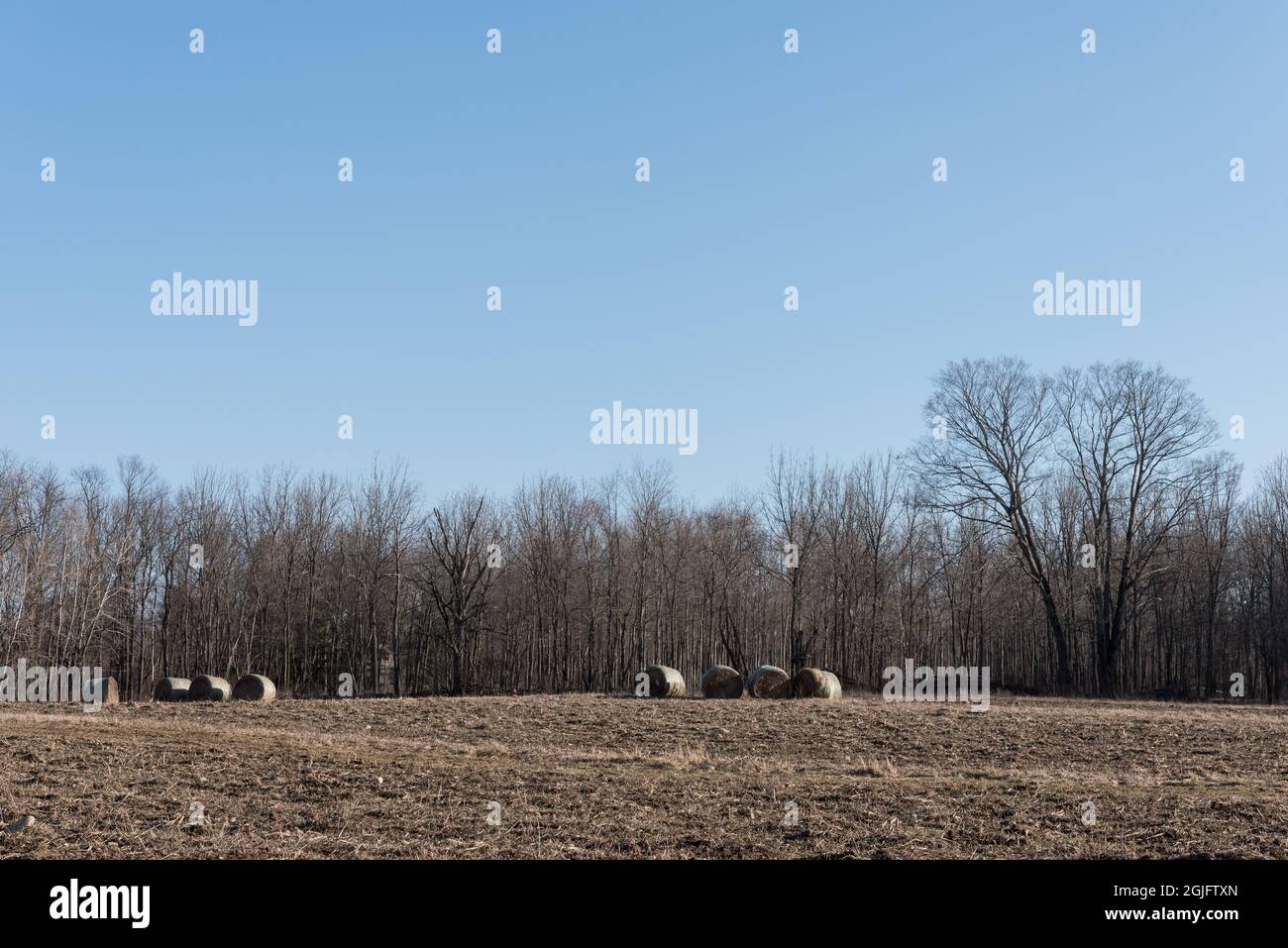 Late autumn scenery with rolled hays and trees on a background of clear ...