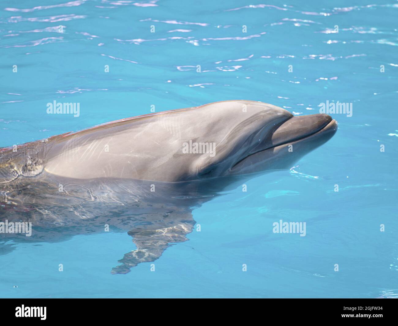 Dolphin pod horizontal hi-res stock photography and images - Alamy