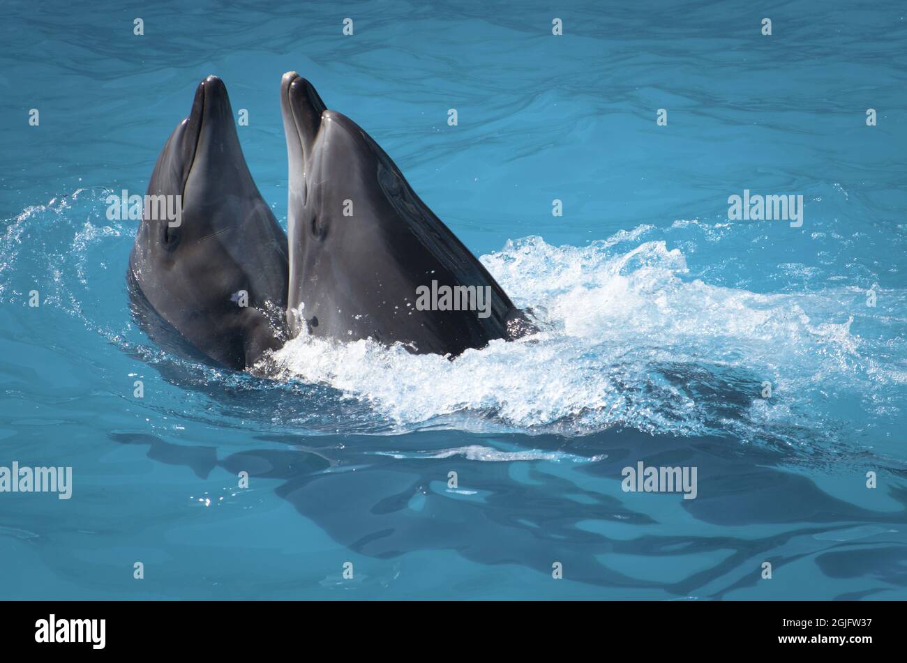 Two dolphins playing and dancing Stock Photo - Alamy
