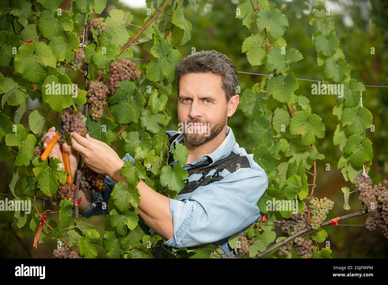 farmer cut grapevine. vinedresser cutting grapes bunch. male vineyard owner Stock Photo - Alamy