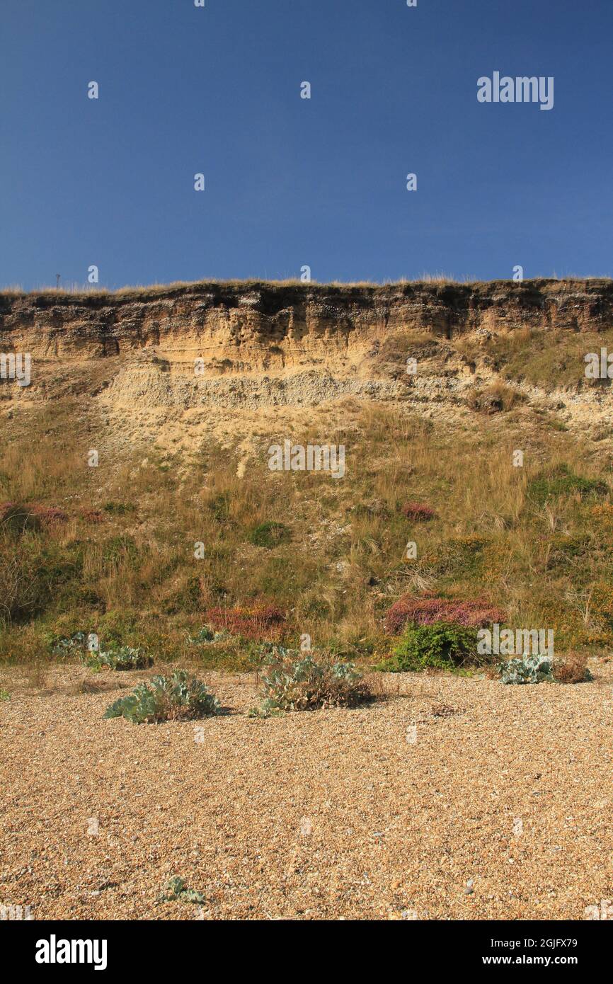 Crumbling cliffs at Dunwich, with sand martin nests and heather Stock ...