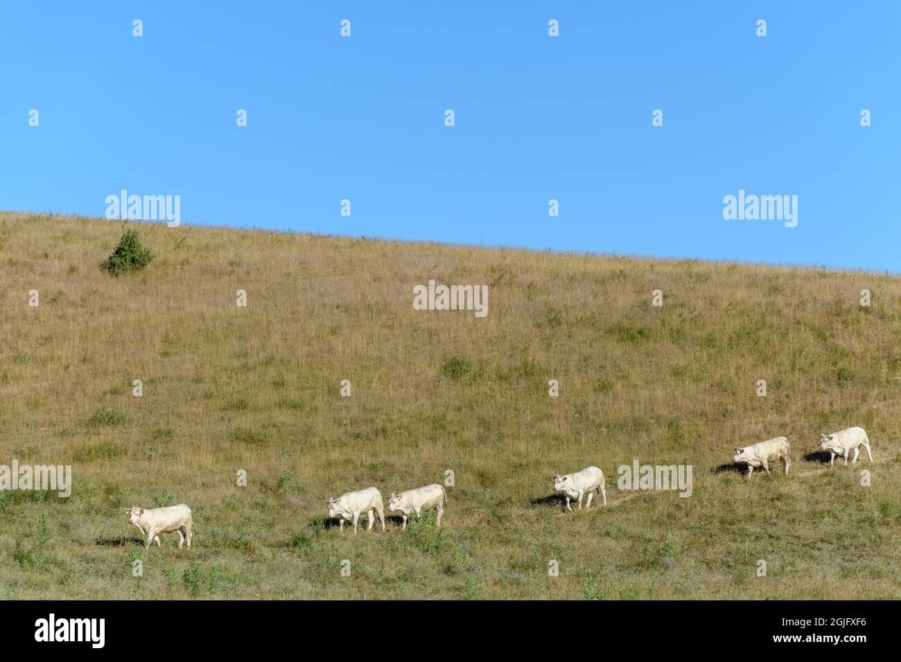 Herd of Charolais cows in a pasture. Drome, France Stock Photo - Alamy