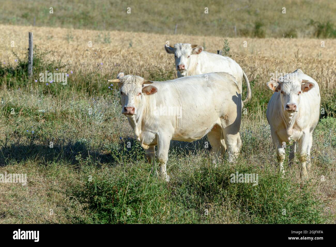 Herd of Charolais cows in a pasture. Drome, France Stock Photo - Alamy