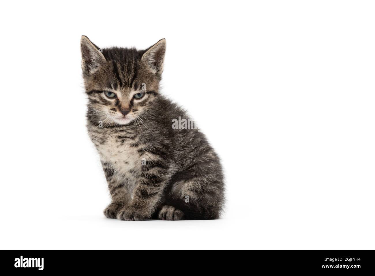 Angry little cat on a white background Stock Photo - Alamy