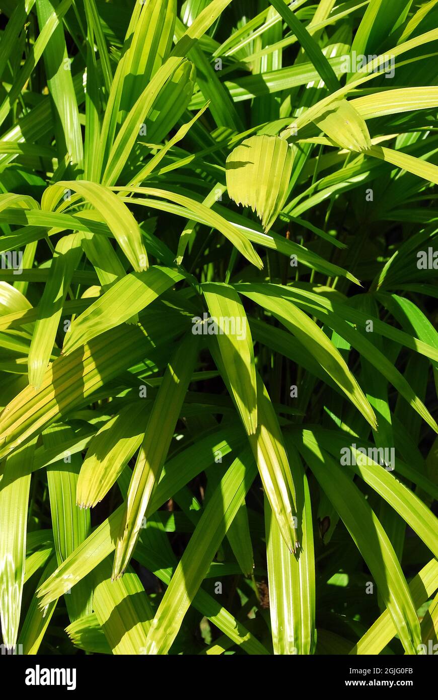 broadleaf lady palm or bamboo palm, Raphis excelsa, botpálma, Asia ...