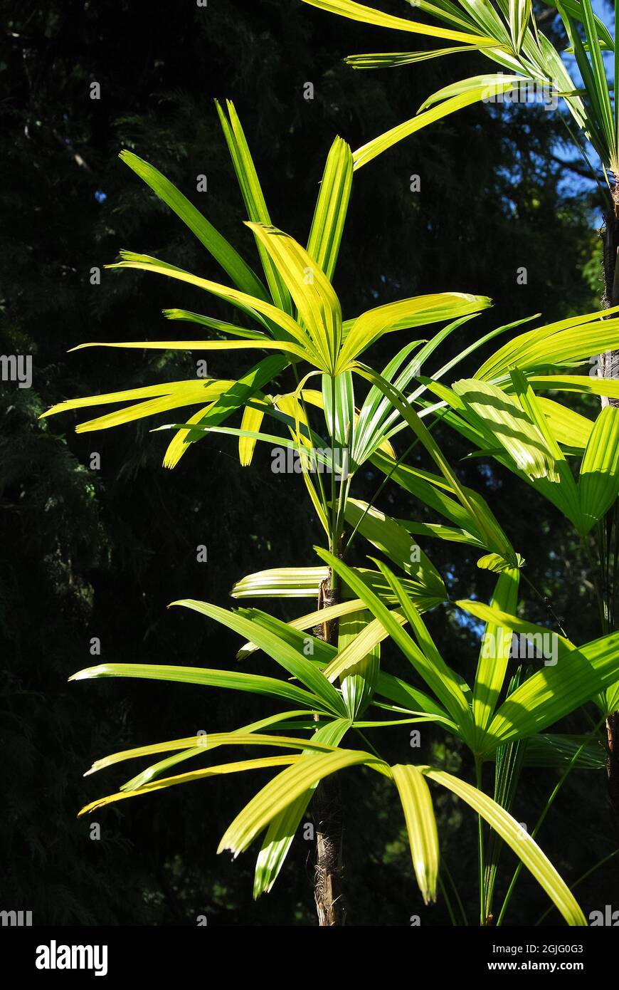 broadleaf lady palm or bamboo palm, Raphis excelsa, botpálma, Asia ...